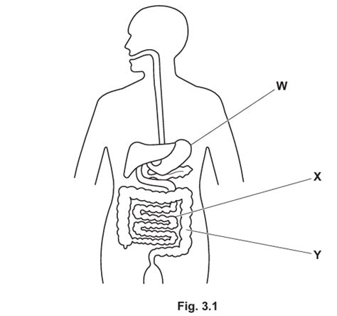Igcse Biology 0610 7 1 Diet Igcse Style Questions Paper 3