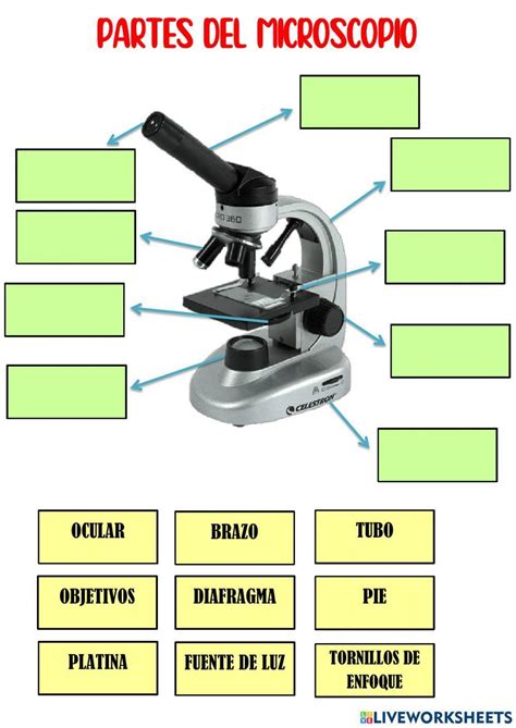 1517253 Partes Del Microscopio Davidrg