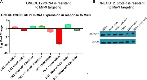 Frontiers Autonomous Action And Cooperativity Between The Onecut2 Transcription Factor And Its