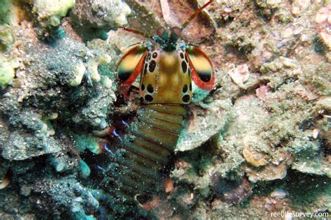 Odontodactylus Scyllarus Mantis Shrimp
