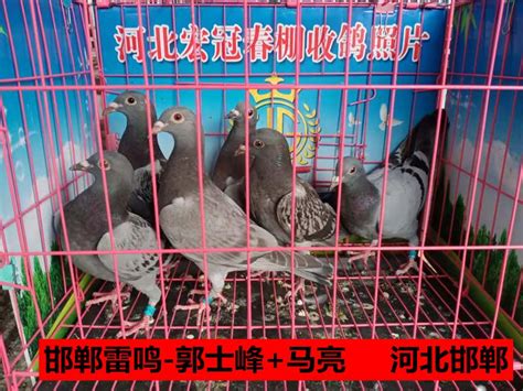 邯郸雷鸣 郭士峰 马亮 zimgs