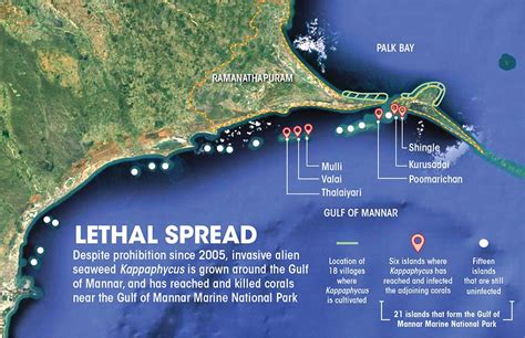 Coral Breach In Gulf Of Mannar
