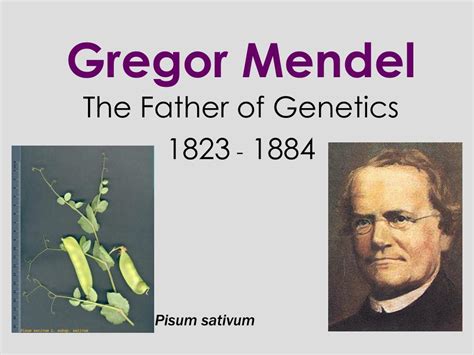 PPT Gregor Mendel PowerPoint Presentation Free Download ID