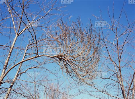 テングス病 木はソメイヨシノ 写真素材ストックフォト NNP PHOTO LIBRARY