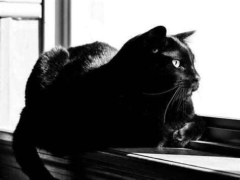 Bugzy The Black Cat Photograph By Karen Slagle Fine Art America