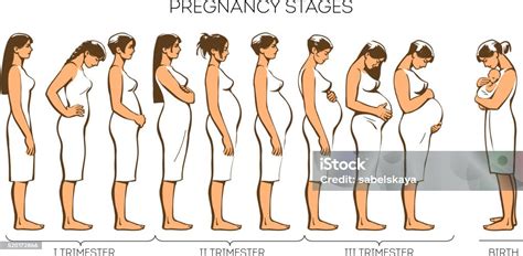 Women Pregnancy Stages Stock Illustration Download Image Now