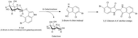 Teamheidelbergselective Advantage