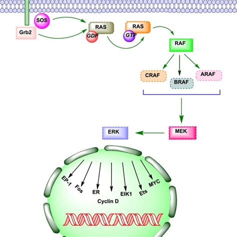 Involvement Of Braf Kinase In Cell Proliferation Through Mapk Pathway Download Scientific Diagram