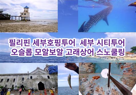 세부호핑투어 시티투어 세부 오슬롭 모알보알 고래상어 스노쿨링 네이버 블로그