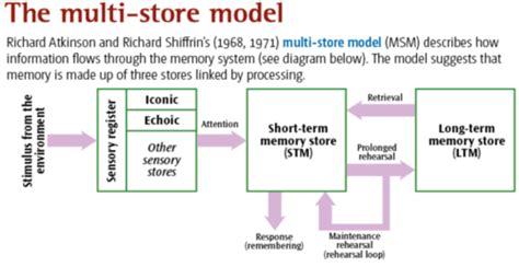 The Multi Store Model Of Memory Flashcards Quizlet