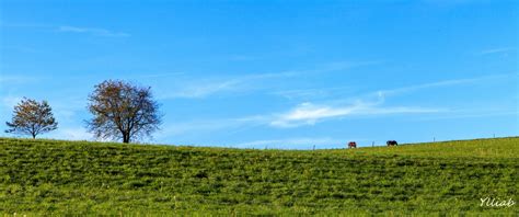 무료 이미지 경치 나무 수평선 식물 하늘 농장 목초지 대초원 언덕 수확고 색깔 목장 말 정경 농업 평원 사진들 플리커 지불하다 프랑스
