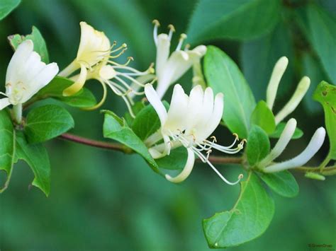 スイカズラ 忍冬 の花言葉花の香りや効能開花時期は HORTI ホルティ by GreenSnap