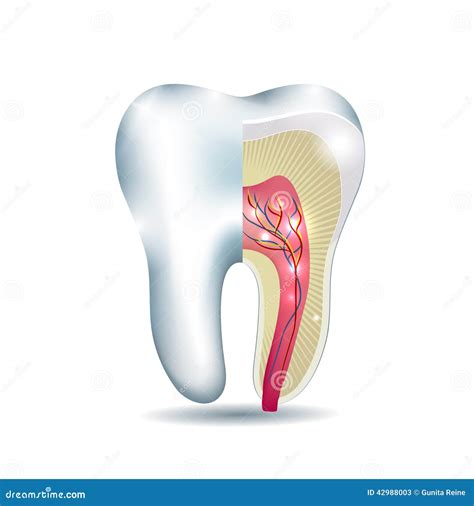 De Anatomie Van De Tand Vector Illustratie Illustration Of Pijn 42988003