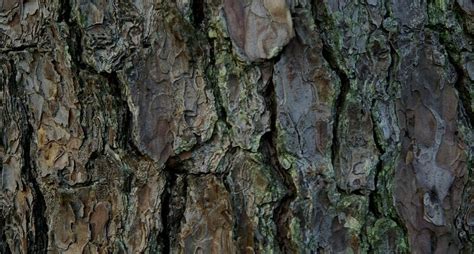 What Is The Difference Between Fox And Wolf Difference Digest