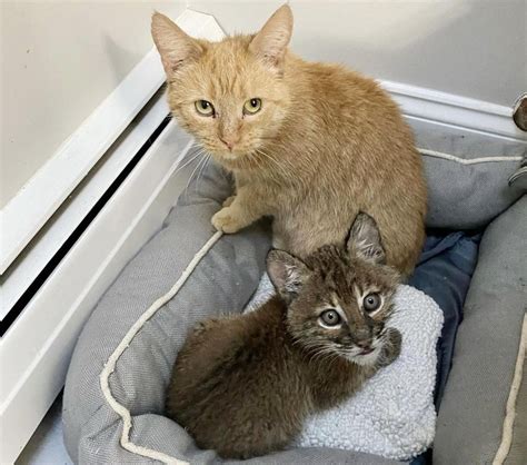 Cat Helps Care For A Kitten Who Looks Different From The Others