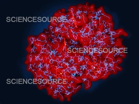 Haemoglobin Molecular Model Stock Image Science Source Images