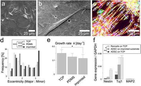 Morphological Modifications And Neural Priming Efficiency By Absolute Download Scientific