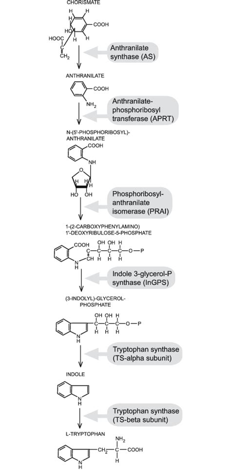 Tryptophan Biosynthesis Download Scientific Diagram