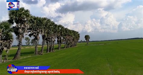 បទយកកាណ៍៖ ដើមត្នោត ជាច្រើនពាន់ដើមត្រូវបានបណ្តុះ សម្រាប់ដាំ និងអភិរក្ស ក្រសួងព័ត៌មាន