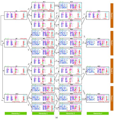 Formation Of The Codon Degeneracy During Interdependent Development