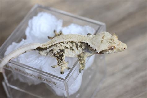 Gekkonidazed Fiasco X Gamora Geckeysiss