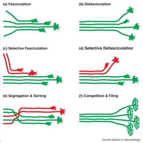 Axonaxon Configurations In The In Vivo Setting Axonaxon Encounters Download Scientific
