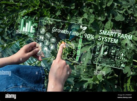 A Womans Hand Is Managing A Watermelon In A Greenhouse Using An