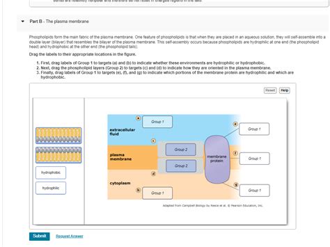 What Is A Double Layer Of Phospholipids And Proteins At Margaret Burgin Blog