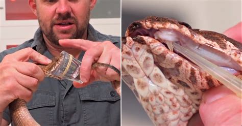 Descubren En Australia Una Serpiente Venenosa Con Tres Colmillos Que Podría Ser La Más Peligrosa