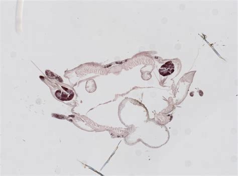 The Mysterious Glow Of The Bermuda Fireworm Animals Around The Globe