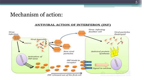 Interferons Pptx