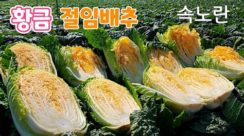 배추 최대 생산지 해남 황금 절임배추 Youtube