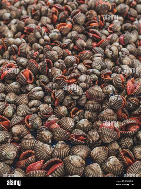 A Pile Of Seashells In Various Shapes Sizes And Colors The Shells Are Likely From Different