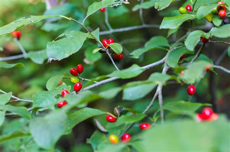 Spicebush Lindera Benzoin Wild Cherry Farm Native Plant Nursery