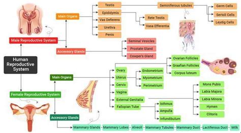 Concept Map About Human Reproduction With Explanation Brainlyph