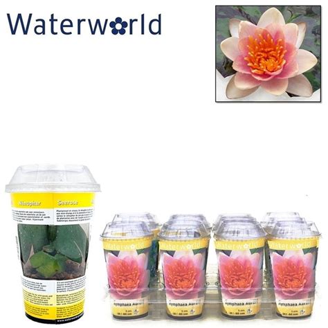 Nymphaea Aurora — Plant Wholesale Floraccess