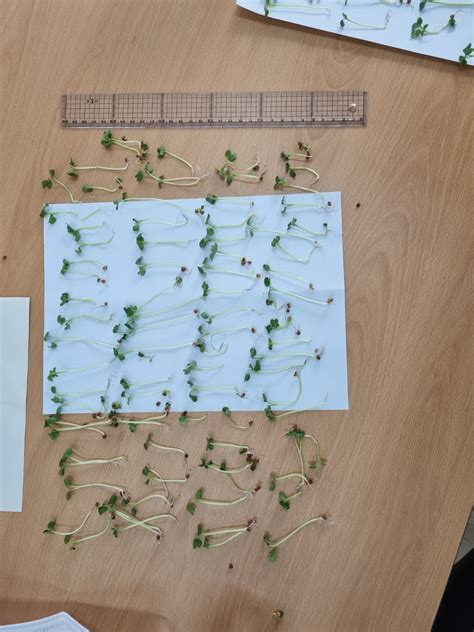 실험조건 생수 무순발아 실험 보고서