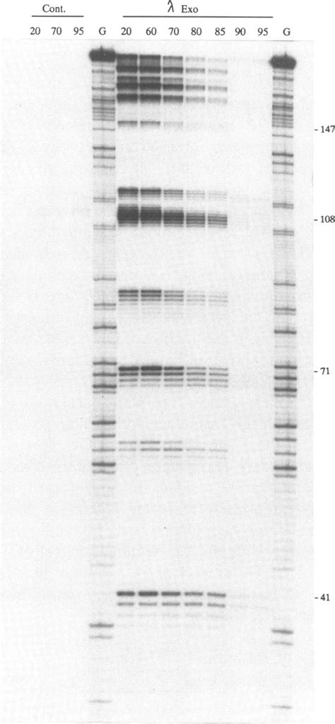 X Exonuclease Digestion Of Cma Treated Dna End Labelled 186 Bp