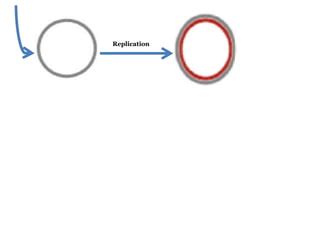 Rolling Circle Model Of DNA Replication PPTX