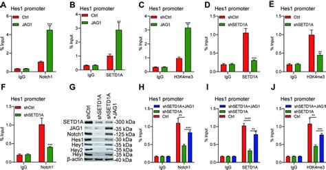 Setd1a Increases H3k4me3 Levels At The Promoters Of Hes1 To Enhance