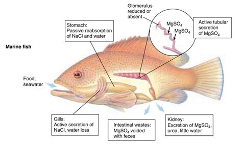 Osmoregulation Diagram Quizlet