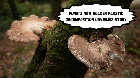 Bad Fungi