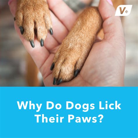 Why Does My Dog Always Lick His Paws