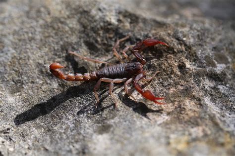 Pics Photos Scorpion