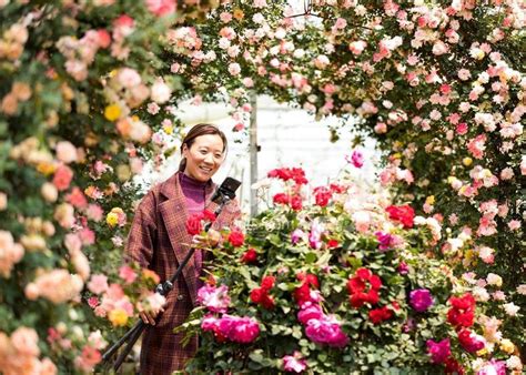 江苏沭阳月季花香飘小康路 人民图片网