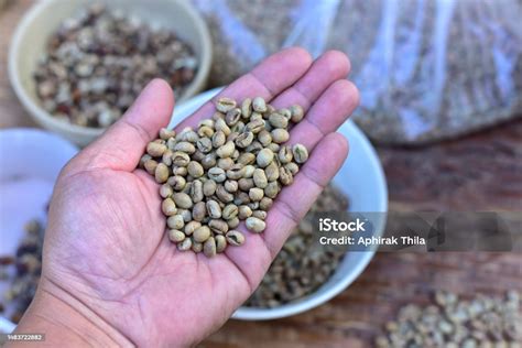 손은 커피 원두를 볶기 전에 피베리를 분류하고 있습니다 커피 생산 꿀 공정의 자연 태양 건조 전구 제거 및 태국의 건조하고