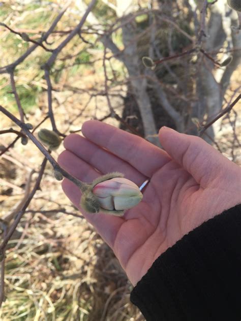 Springtime And The Case Of Phenological Mismatch — A Life Of Adventures