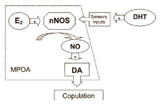 Ginkgo S Role In The Chemistry Of Lust Still Elusive