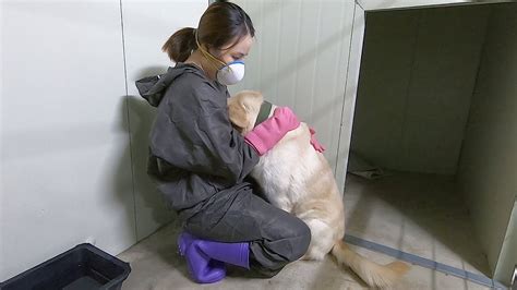 말로만 듣던 강아지 우울증일까요｜태어나 첫 산책｜[여수 여미지 유기견 보호소] Youtube