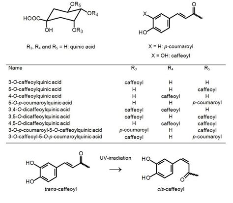 Structures Of Caffeoylquinic Acids Found In S Radiate Plants And Download Scientific Diagram